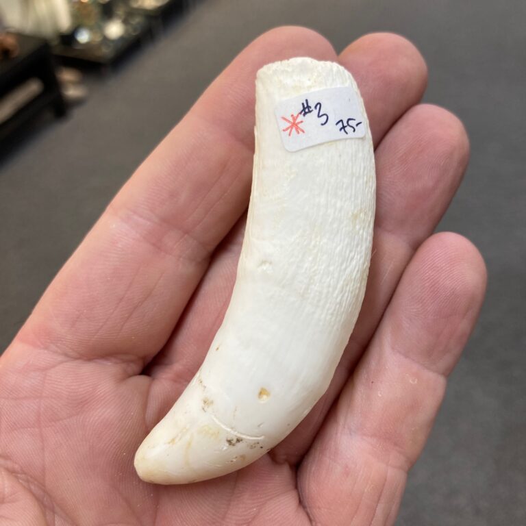 Tooth, Alligator Tooth XL, #3, 4" long following the curve of the tooth ...