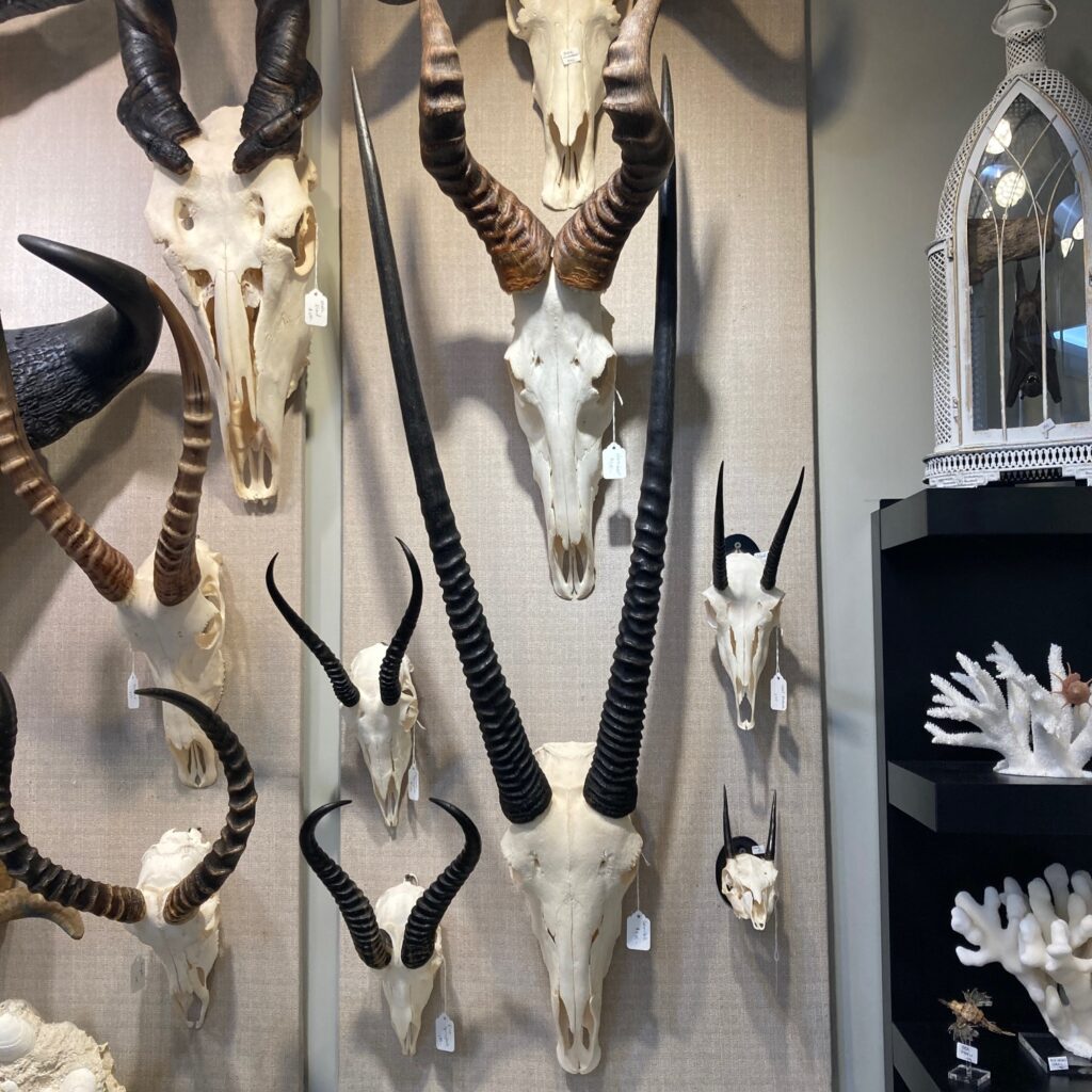 Stunning Gemsbok skull, real bone, available at Natur