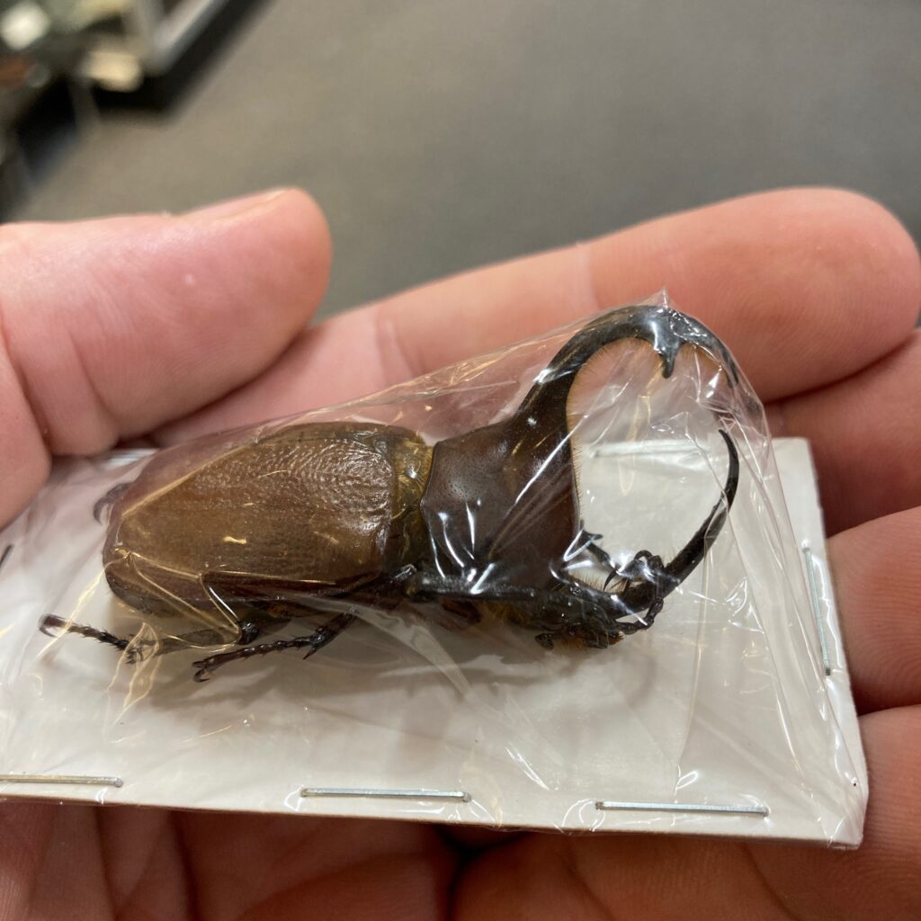 Beetle, Golofa claviger, Rhinoceros - nātür showroom - Museum quality ...