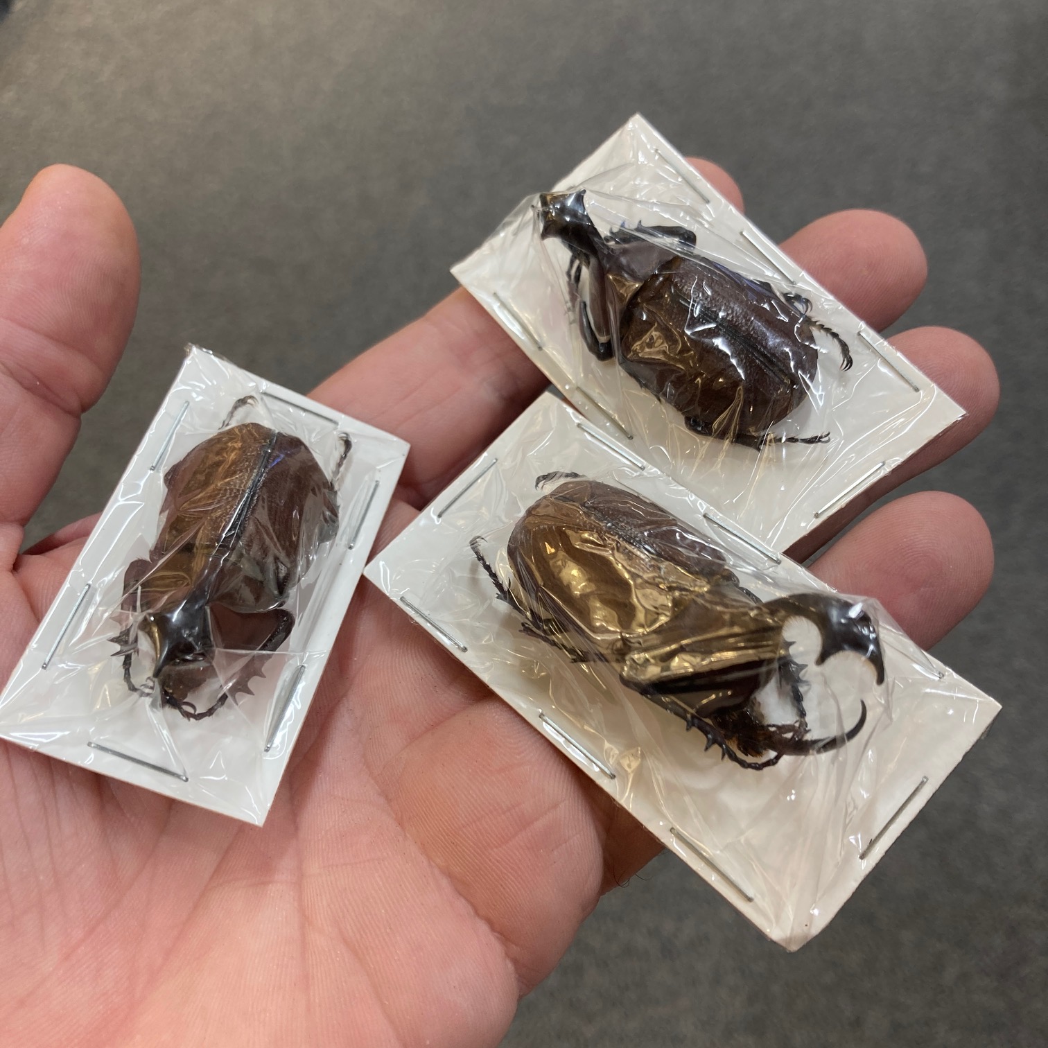 Beetle, Golofa claviger, Rhinoceros - nātür showroom - Museum quality ...