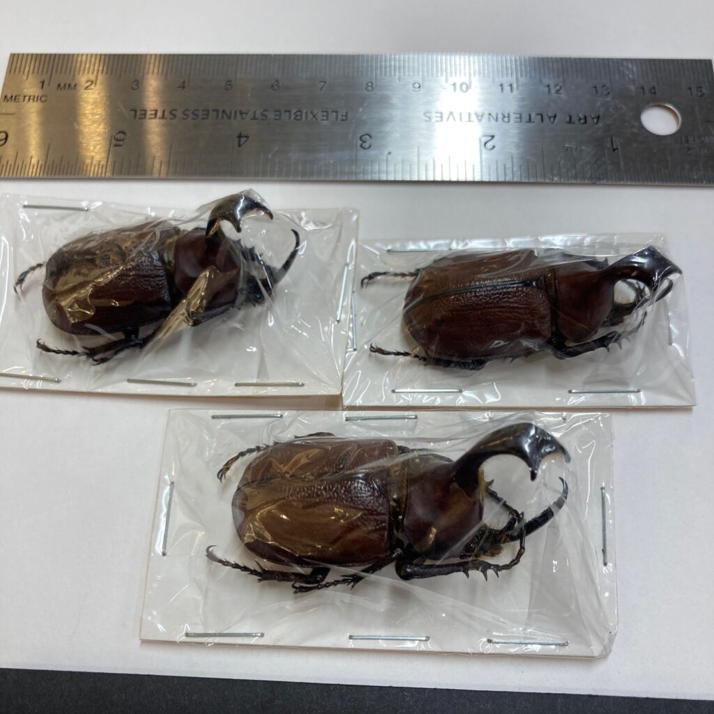Beetle, Golofa claviger, Rhinoceros - nātür showroom - Museum quality ...