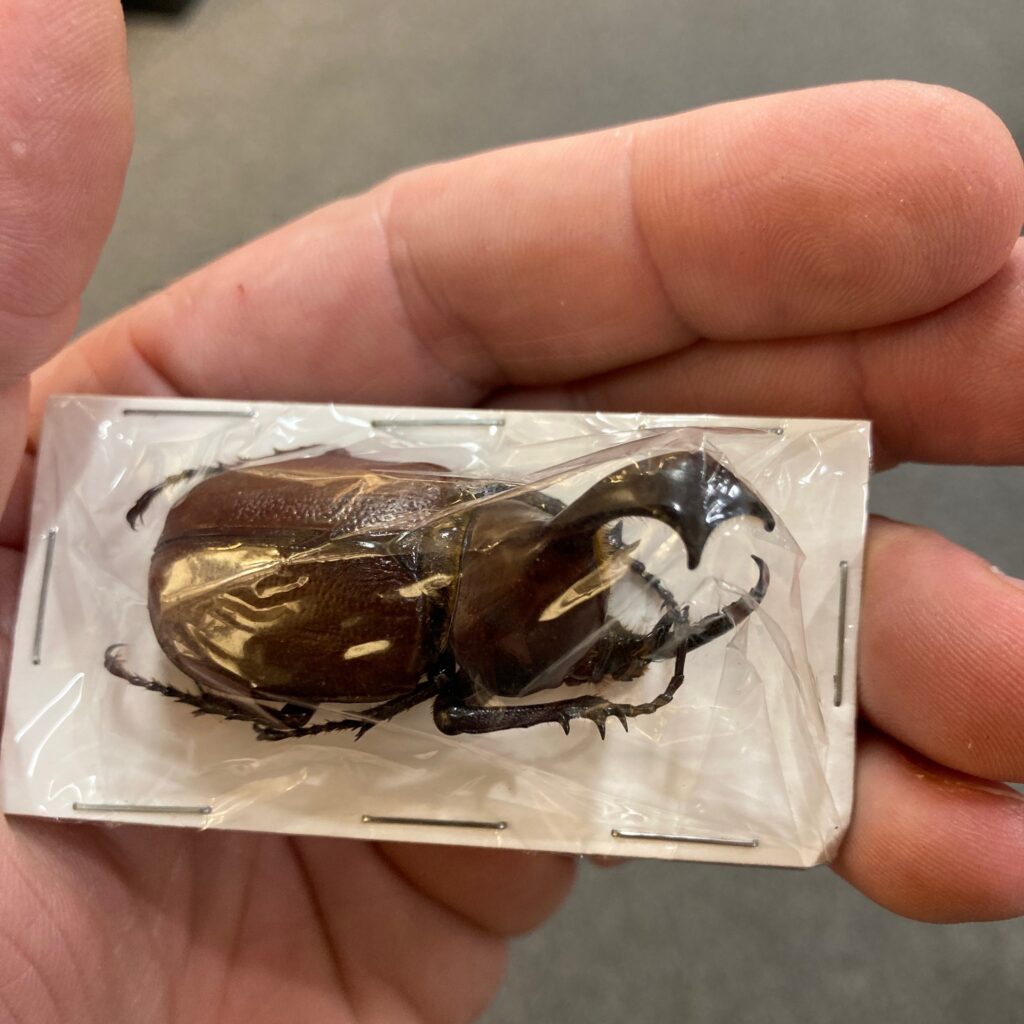 Beetle, Golofa claviger, Rhinoceros - nātür showroom - Museum quality ...