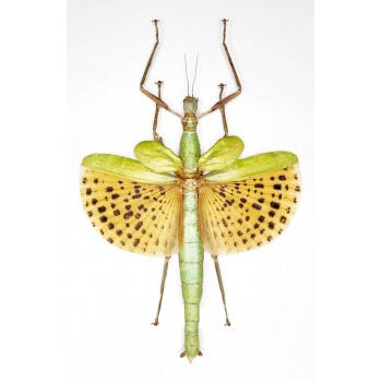 Stick Insect, Paracyphocrania major (Female), Papered specimen - nātür ...