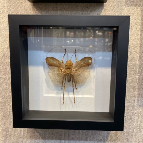 Cricket, Dragon head katydid in a black wooden frame, Lesina ensifera ...