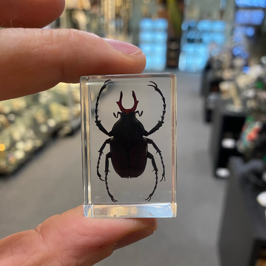 Acrylic block with a real Long Arm Scarab beetle. A1 - nātür showroom ...