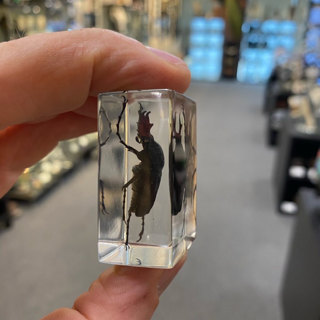Acrylic block with a real Long Arm Scarab beetle. A1 - nātür showroom ...