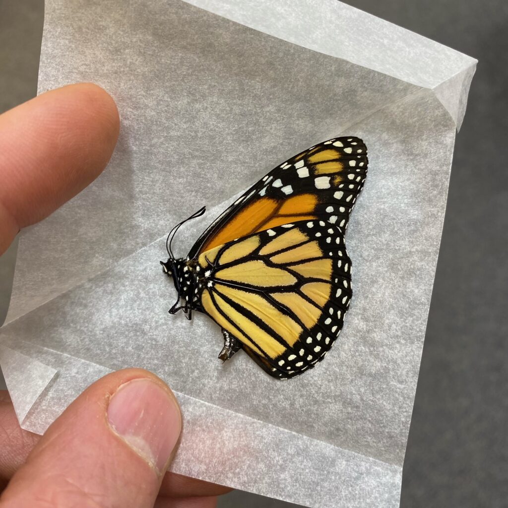 Danaus plexippus, Monarch Butterfly specimen (Peru) - nātür showroom ...