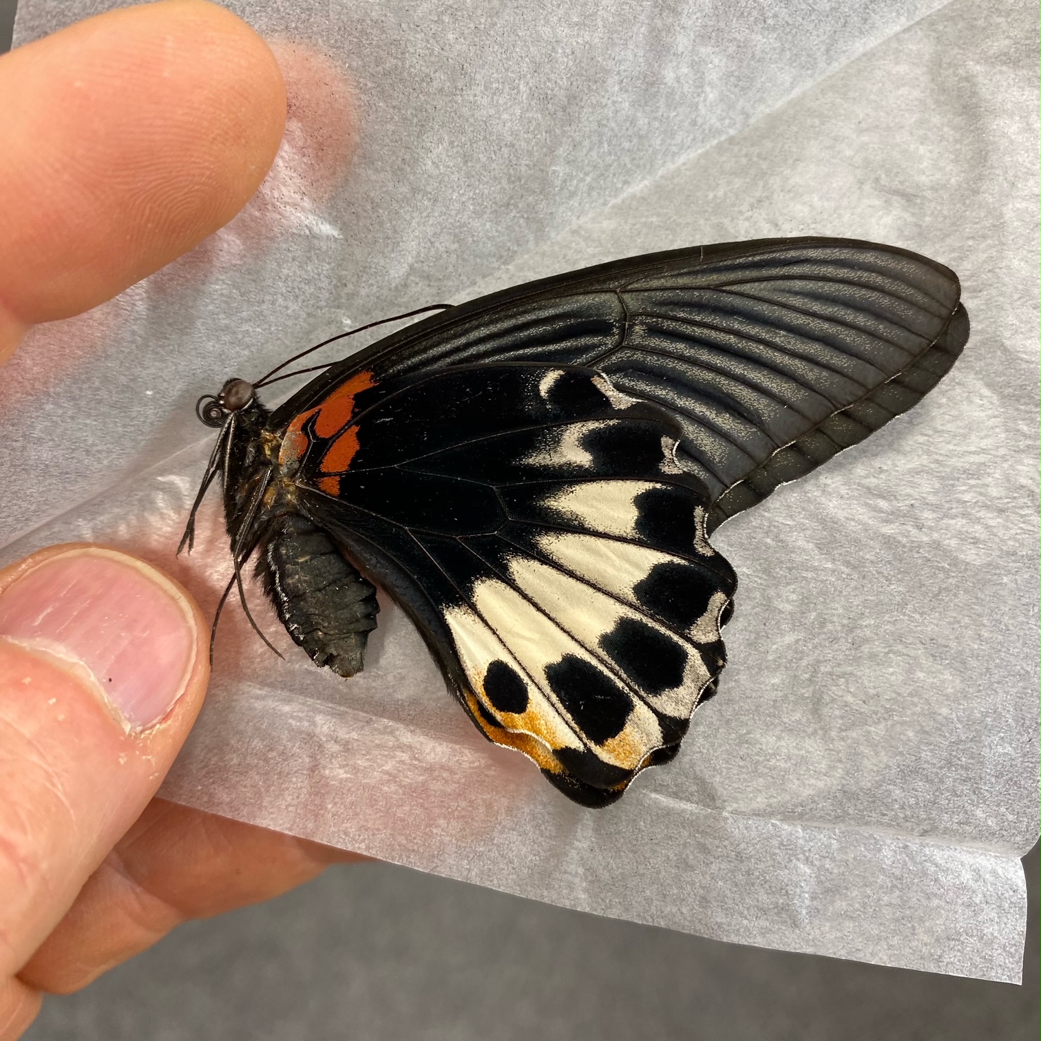 Papilio memnon agenor, The Great Mormon Swallowtail Butterfly ...
