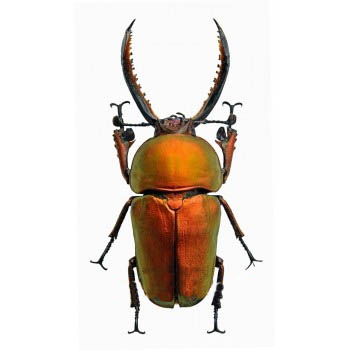Sawtooth Beetle Reddish Form