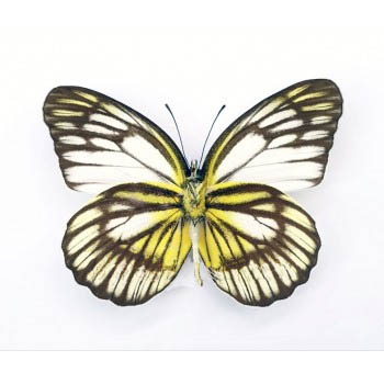 Cepora celebensis Butterfly specimen