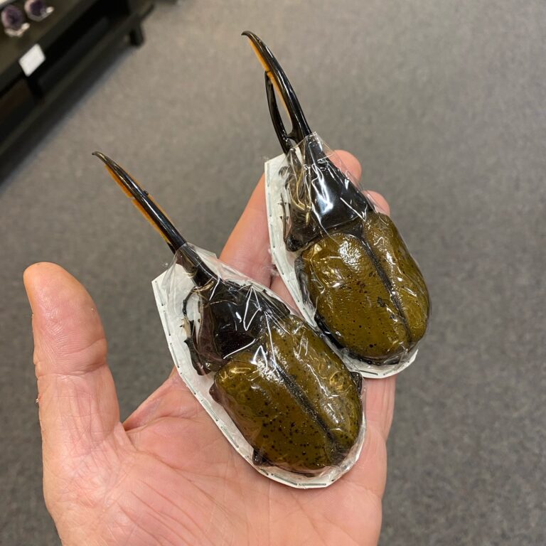 Dynastes Hercules Beetle Specimen