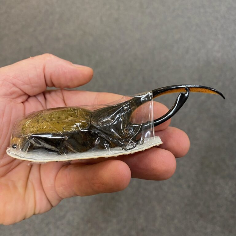 Dynastes Hercules Beetle Specimen