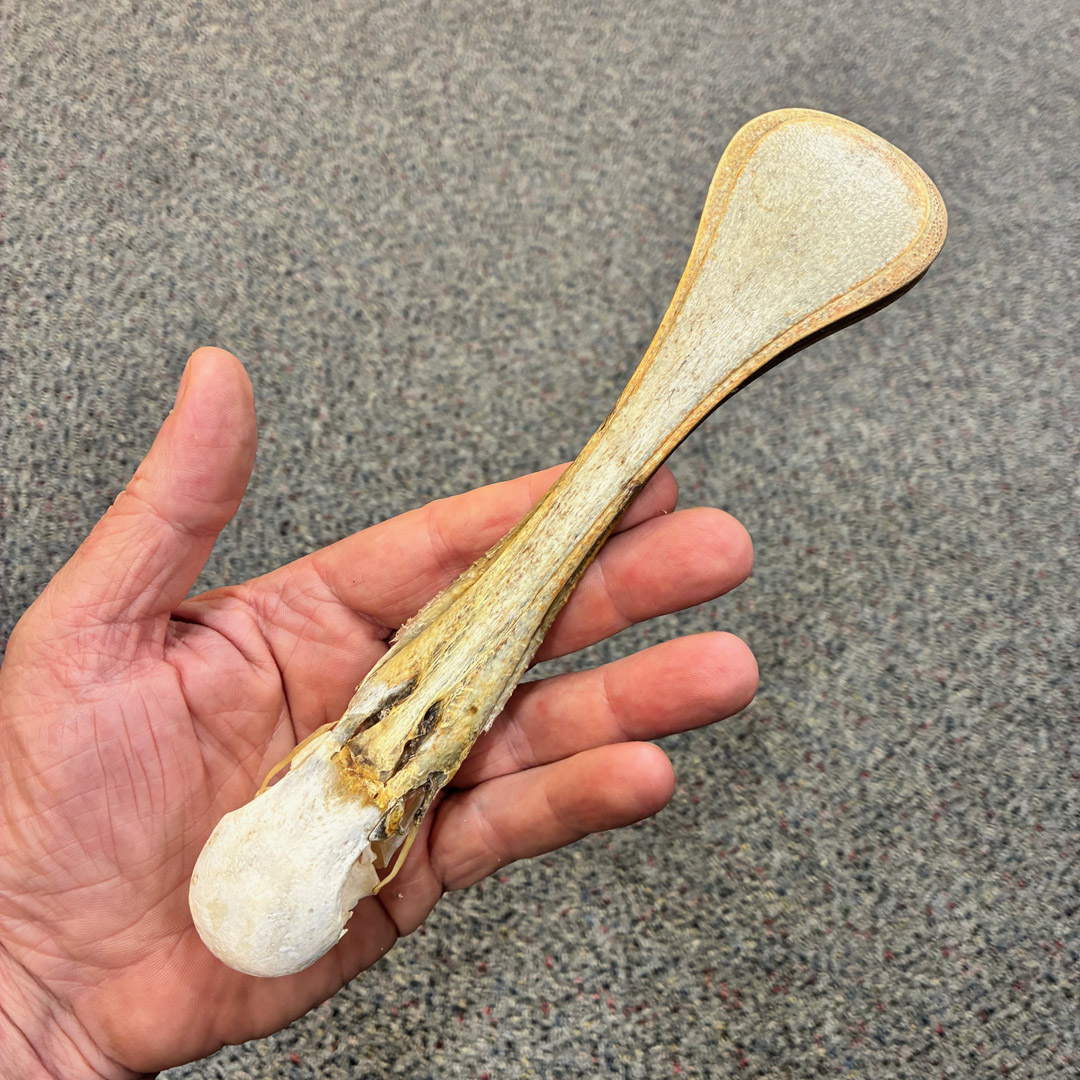 Bird skull African Spoonbill
