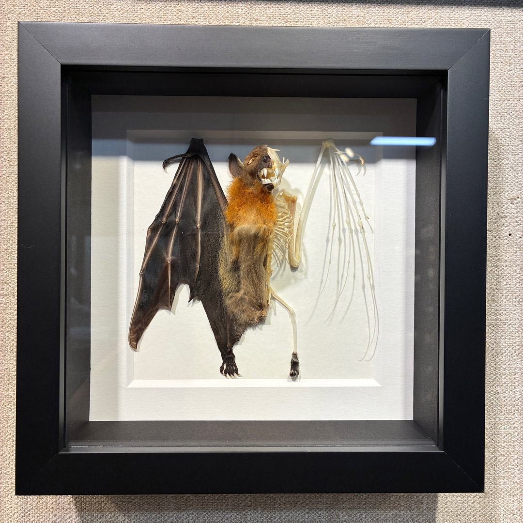 Short-nosed Fruit Bat frame