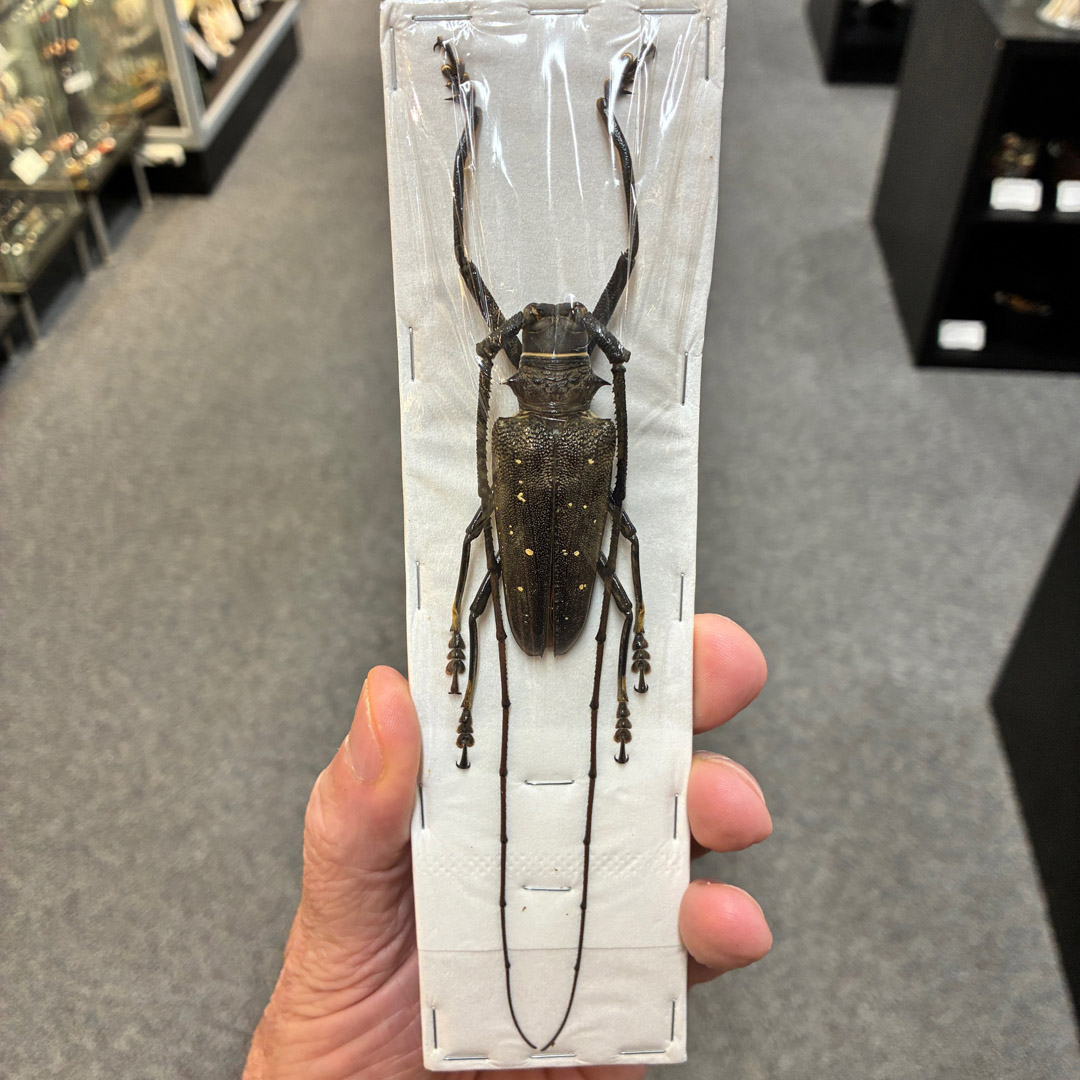 Batocera aeneonigra occidentalis Beetle