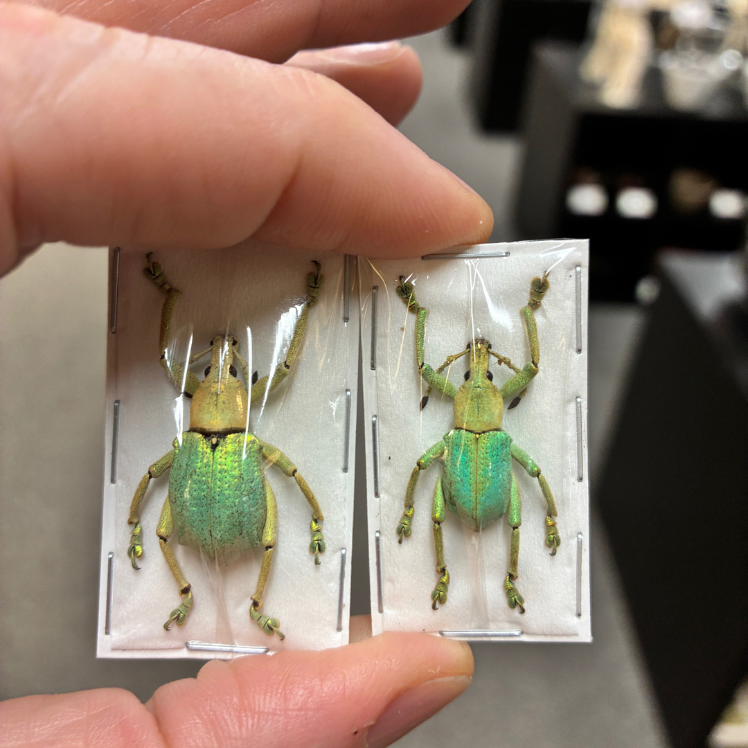 Eupholus bruyni Weevil Specimen