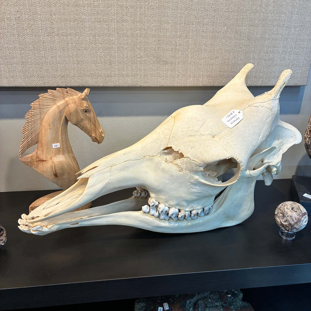 Genuine Female Giraffe Skull