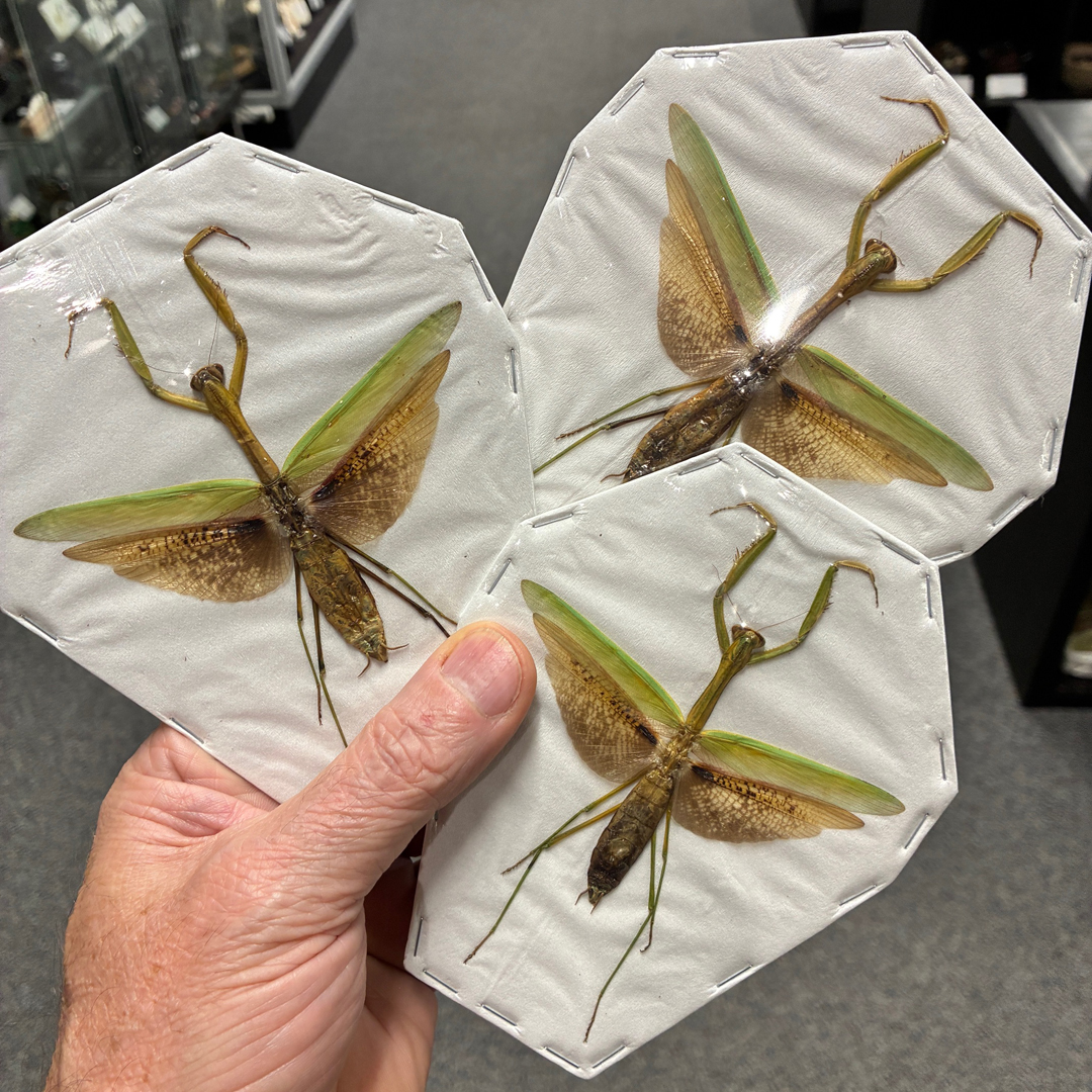 Praying Mantis Tenodera fasciata
