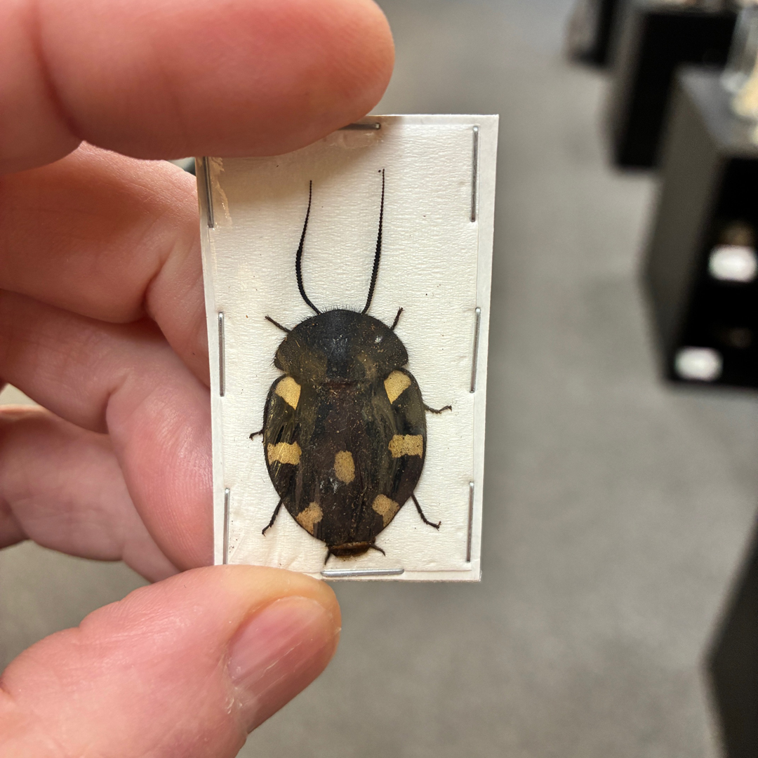 Therea petiveriana Domino Cockroach